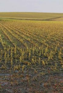Hail storms wipe out thousands of acres of corn & soybeans in NW Iowa ...
