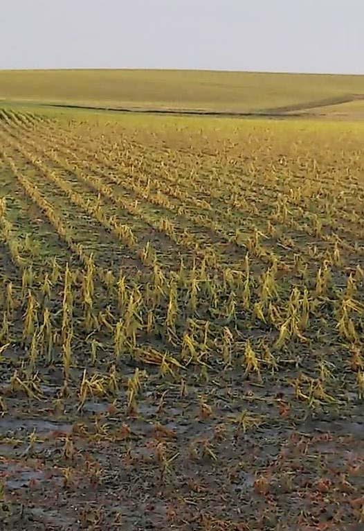Hail storms wipe out thousands of acres of corn & soybeans in NW Iowa ...