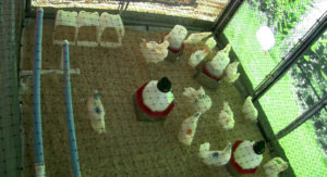 ISU research finds health benefits for chickens watching virtual ...