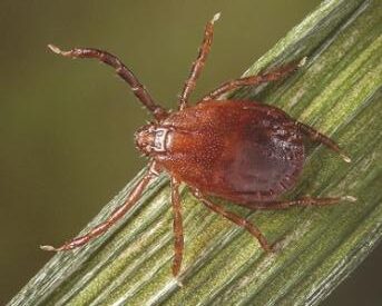 Tiny tick bite can lead to months of health troubles « KJAN | Radio ...