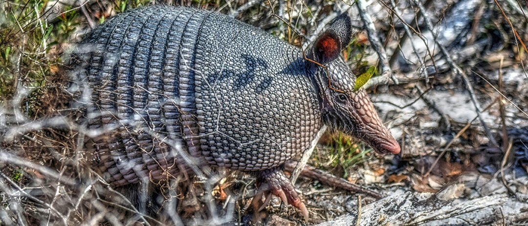 Armadillo sightings on the increase in Iowa « KJAN | Radio Atlantic, IA ...