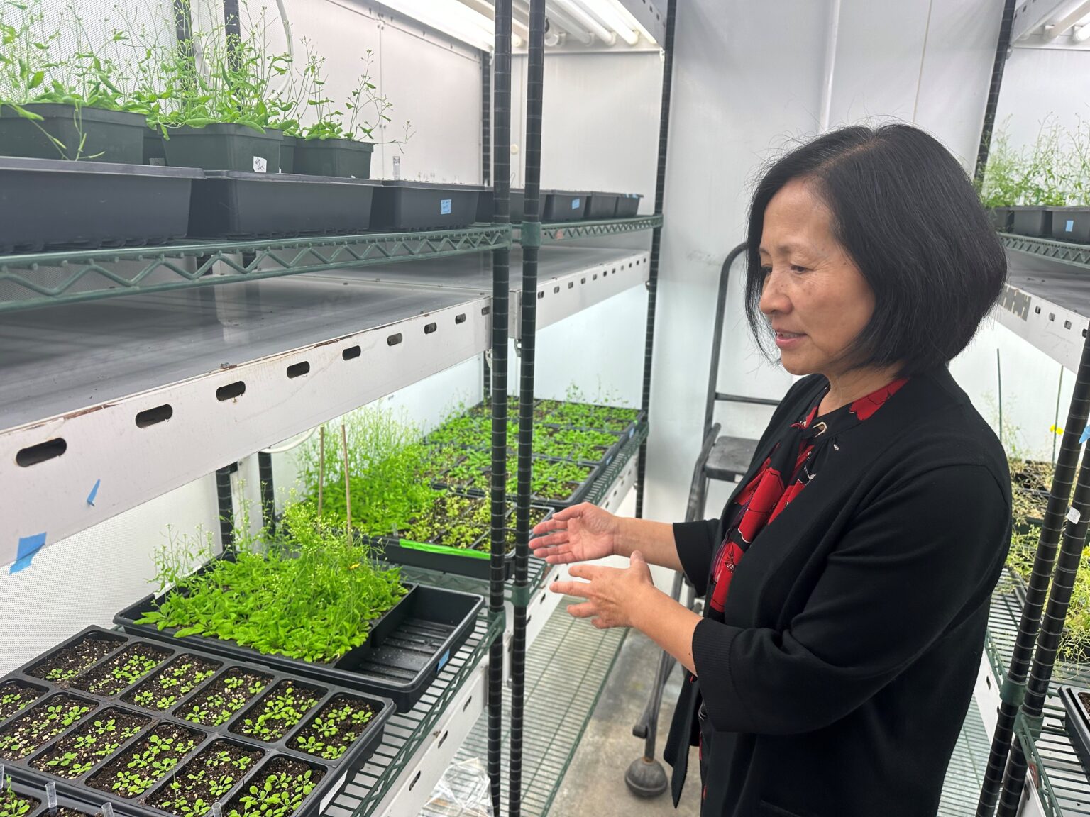 ISU researcher receives grant to conduct plant gene research, increase ...