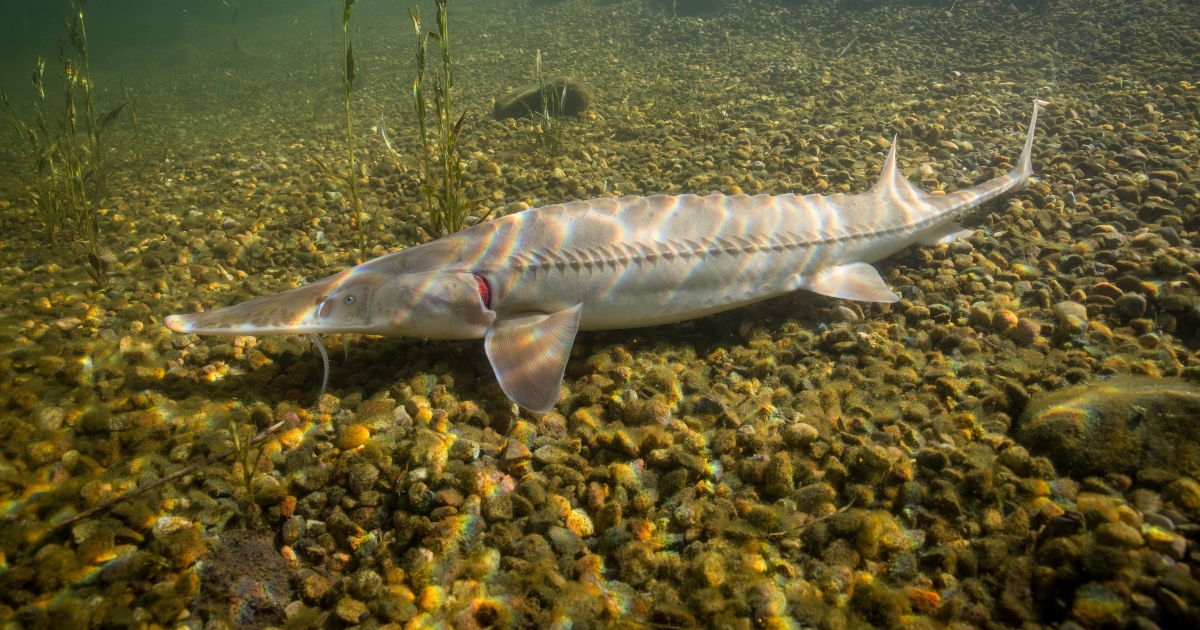 Federally endangered pallid sturgeon discovered in Iowa’s Des Moines ...